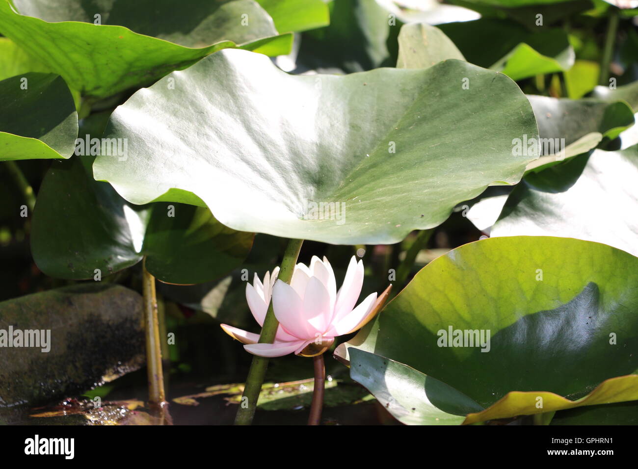Lily plant in the garden of the Villa Medici in Rome Stock Photo - Alamy