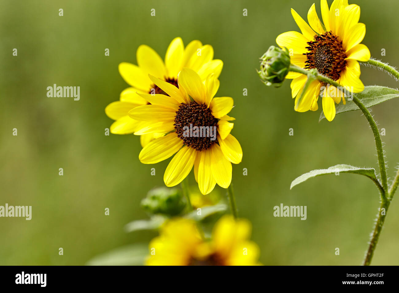 Sunflowers growing wild in hi-res stock photography and images - Alamy