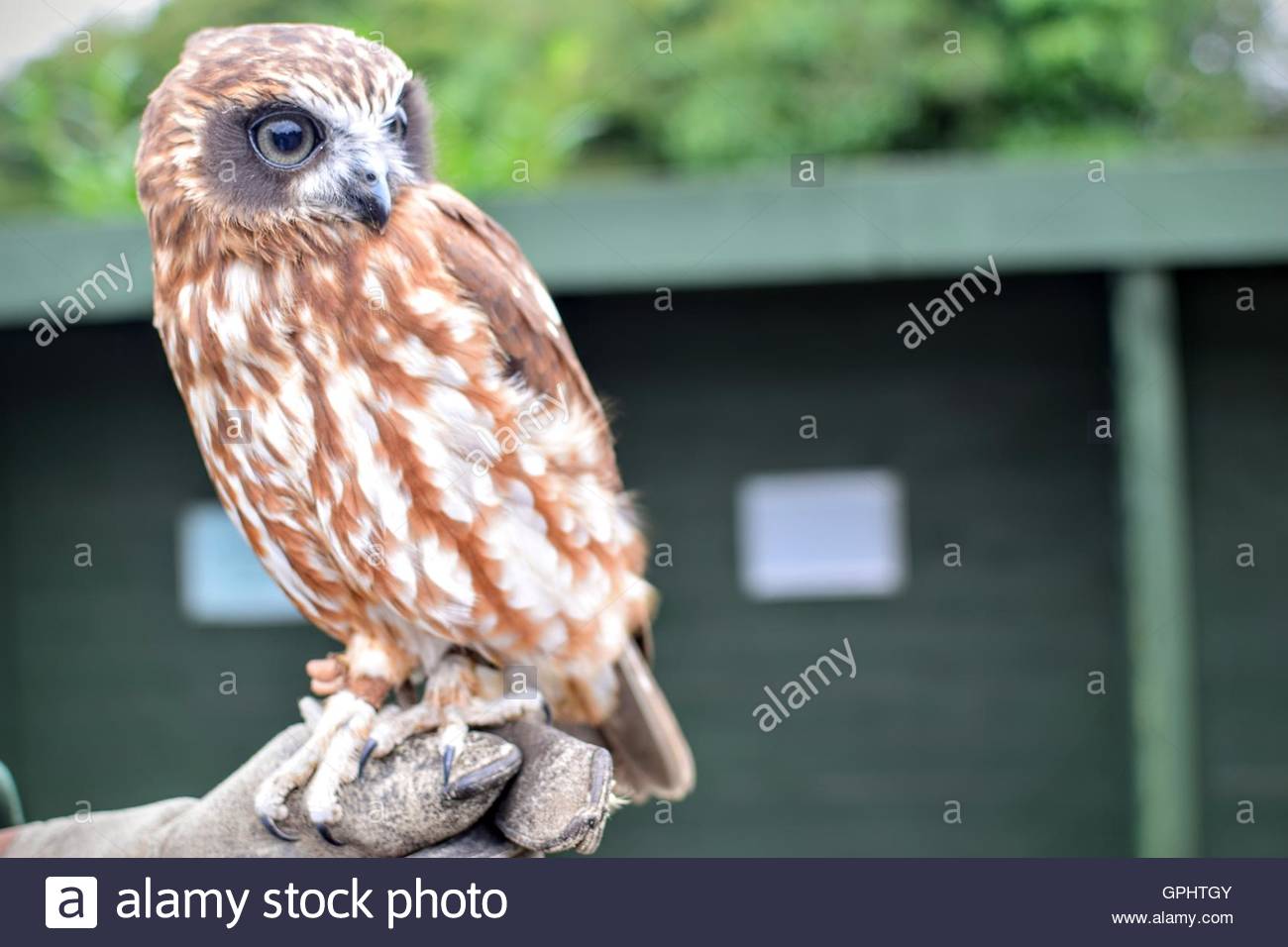 Boobook High Resolution Stock Photography and Images - Alamy