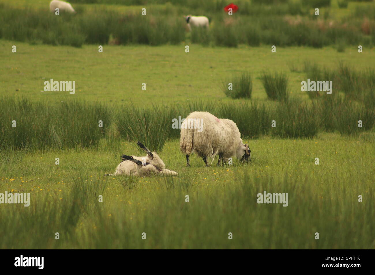 Sheep rolling in the field Stock Photo - Alamy