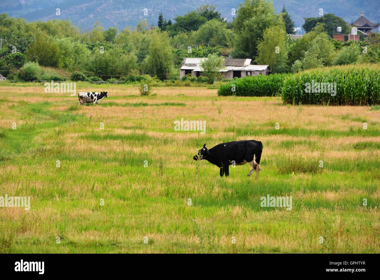 Cow in Organic Grass filed at Dali County, Yunnan Province, China Stock ...