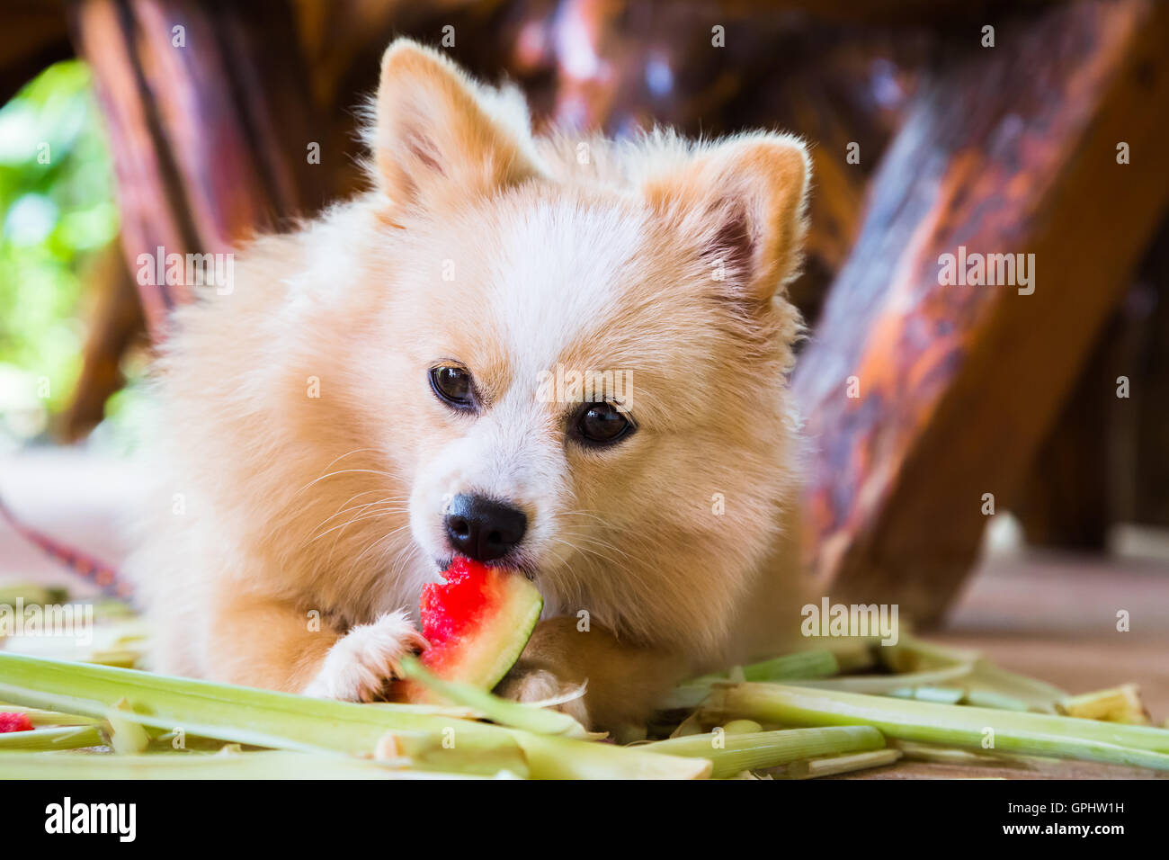 Eat with gusto hi-res stock photography and images - Alamy