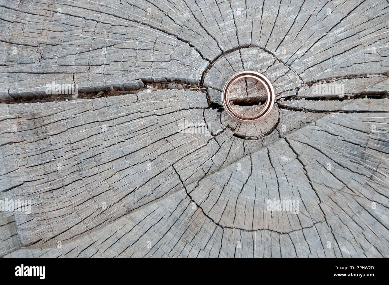 wedding rings on a stump Stock Photo - Alamy