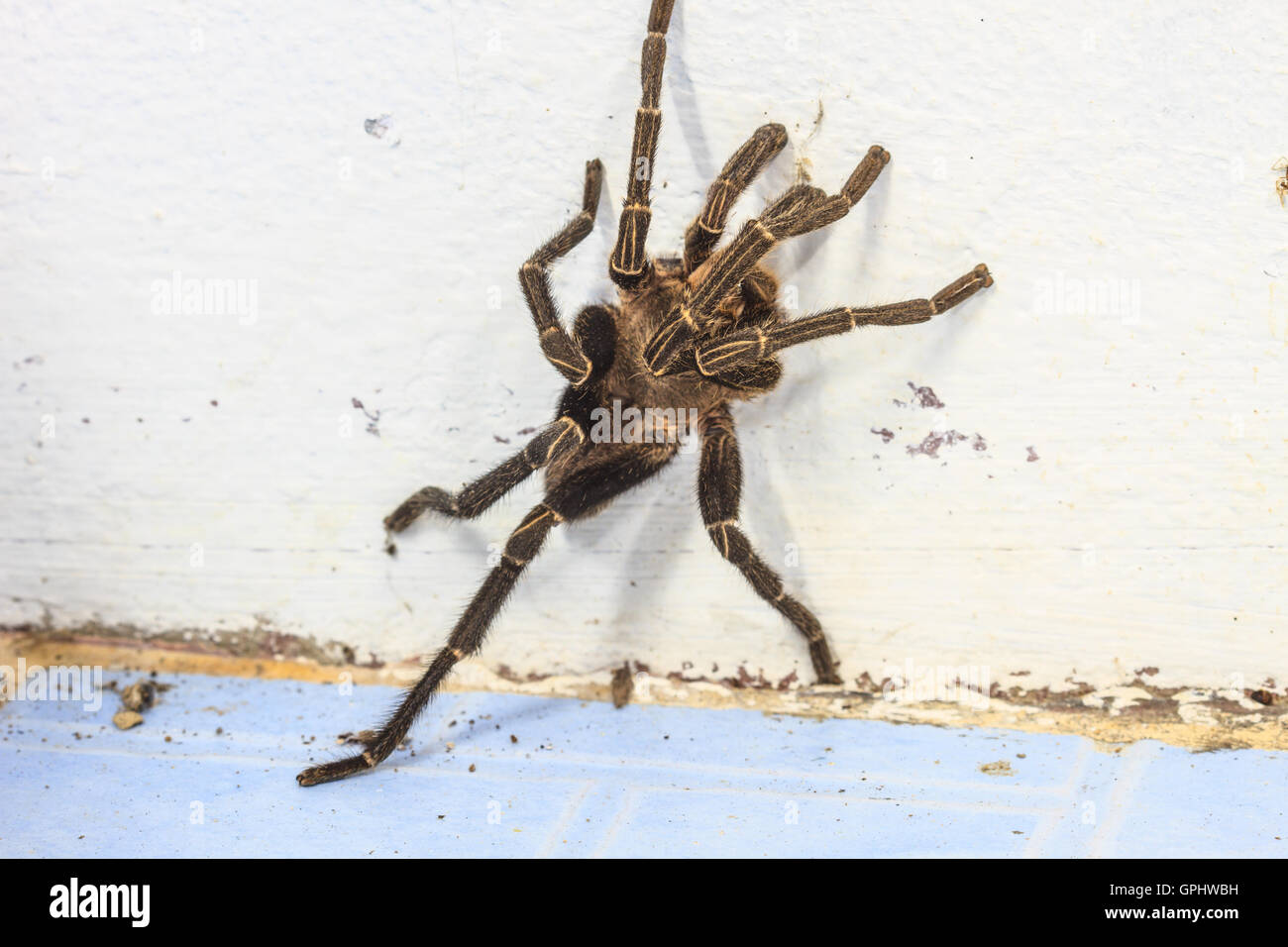 close up Tarantula on ground in home Stock Photo - Alamy