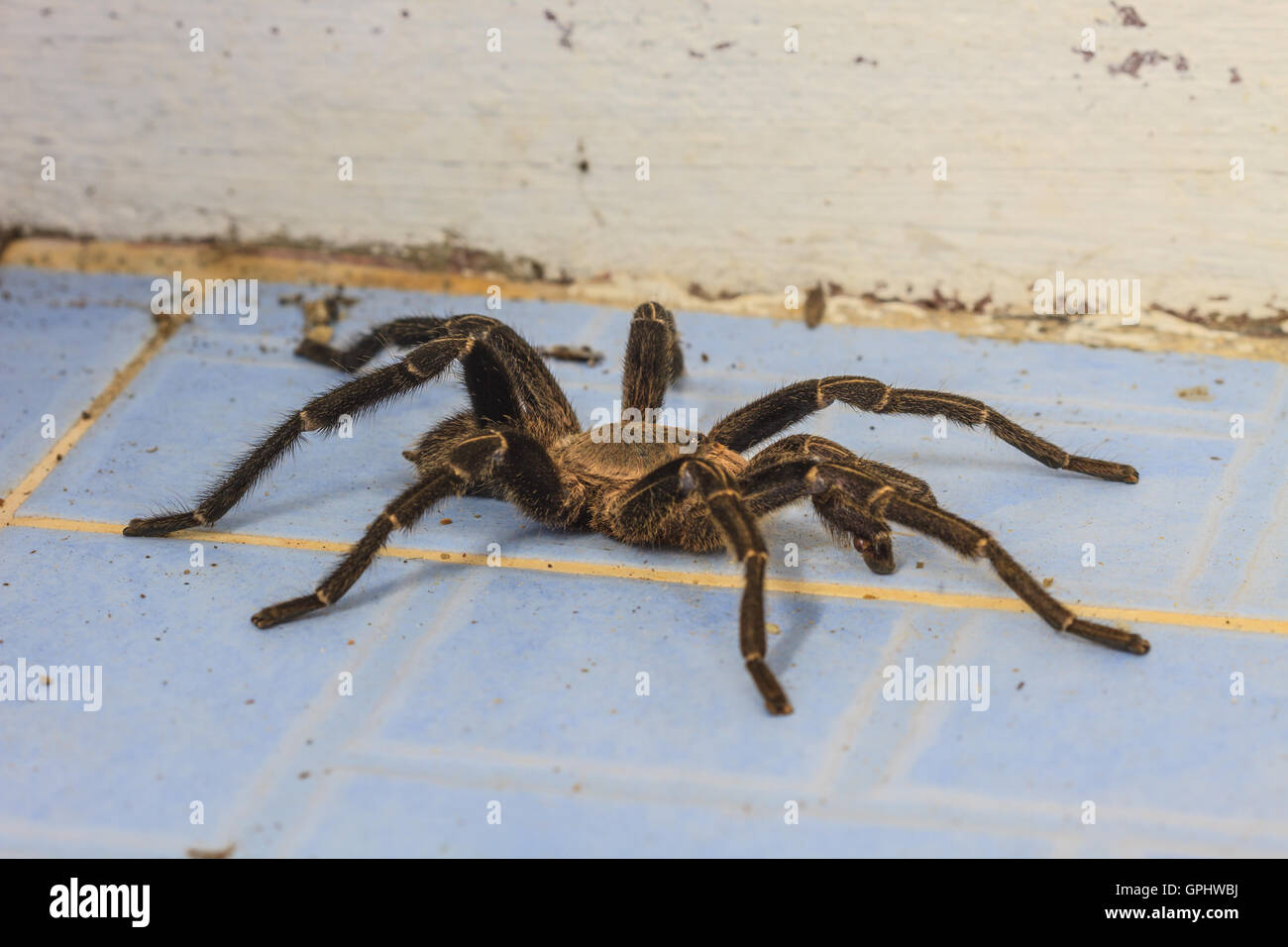 close up Tarantula on ground in home Stock Photo - Alamy