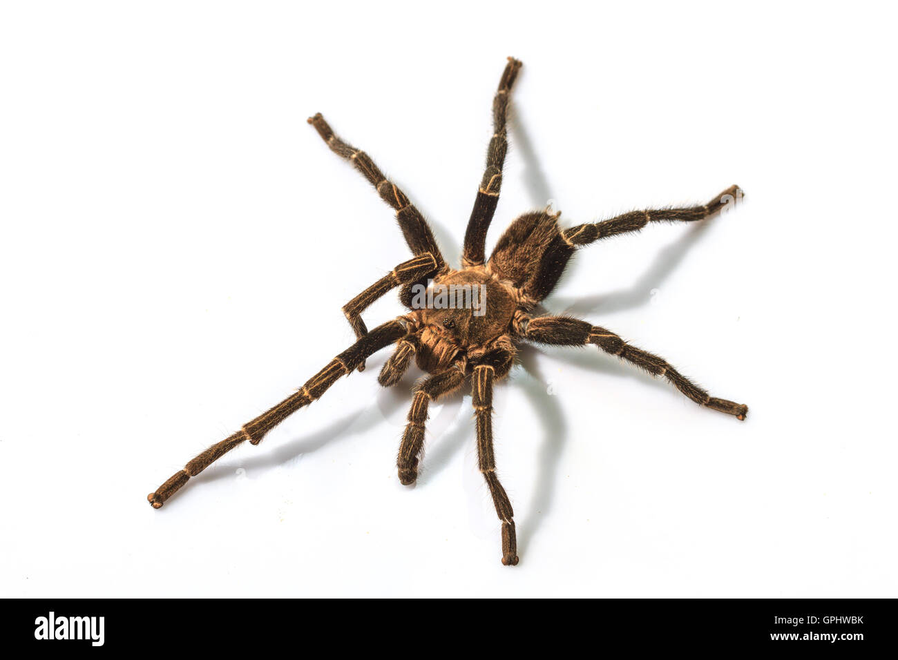 close up Tarantula Isolated on white Background Stock Photo - Alamy