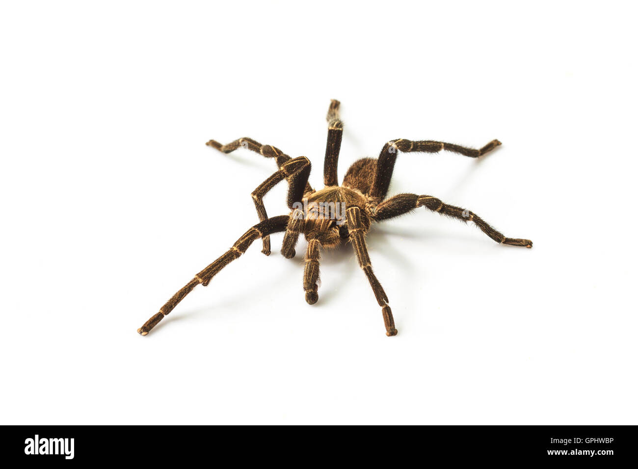 close up Tarantula Isolated on white Background Stock Photo - Alamy