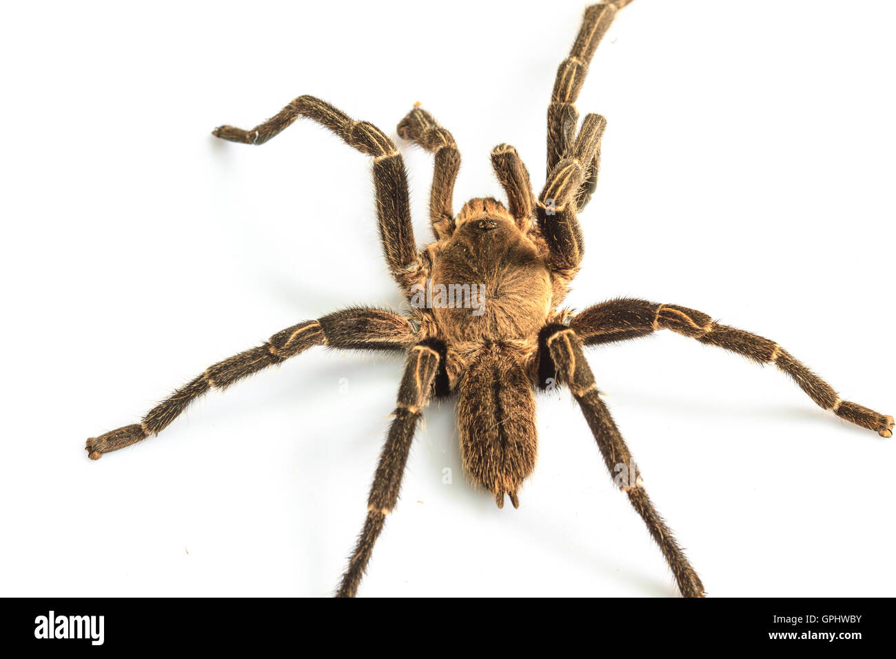 close up Tarantula Isolated on white Background Stock Photo - Alamy