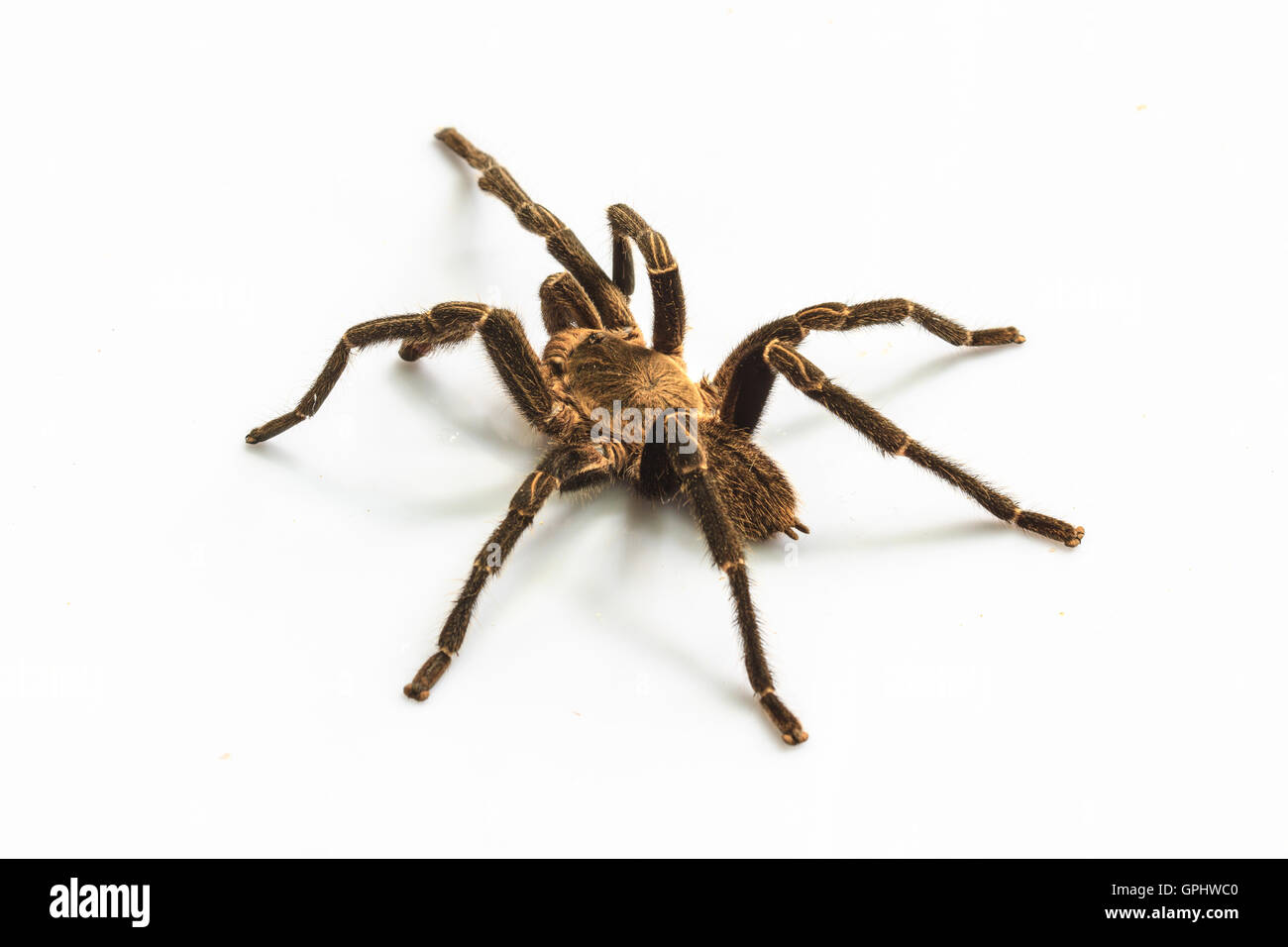 close up Tarantula Isolated on white Background Stock Photo - Alamy