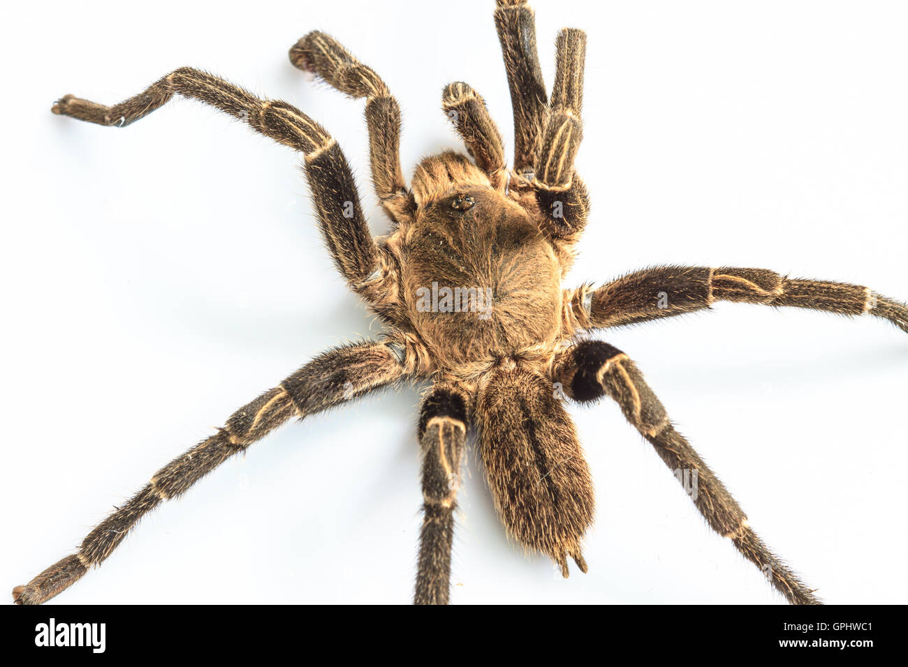 close up Tarantula Isolated on white Background Stock Photo - Alamy