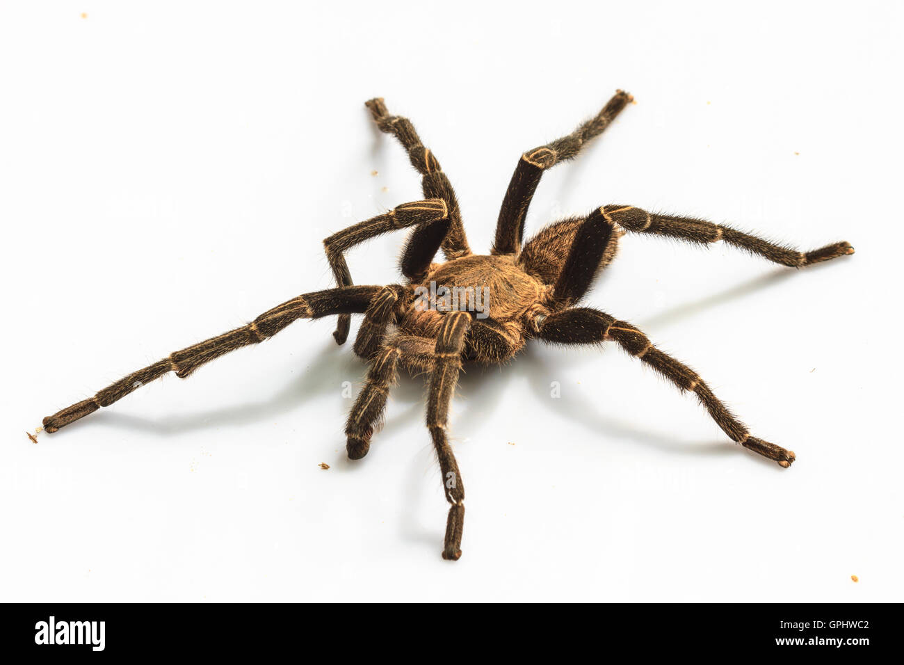 close up Tarantula Isolated on white Background Stock Photo - Alamy