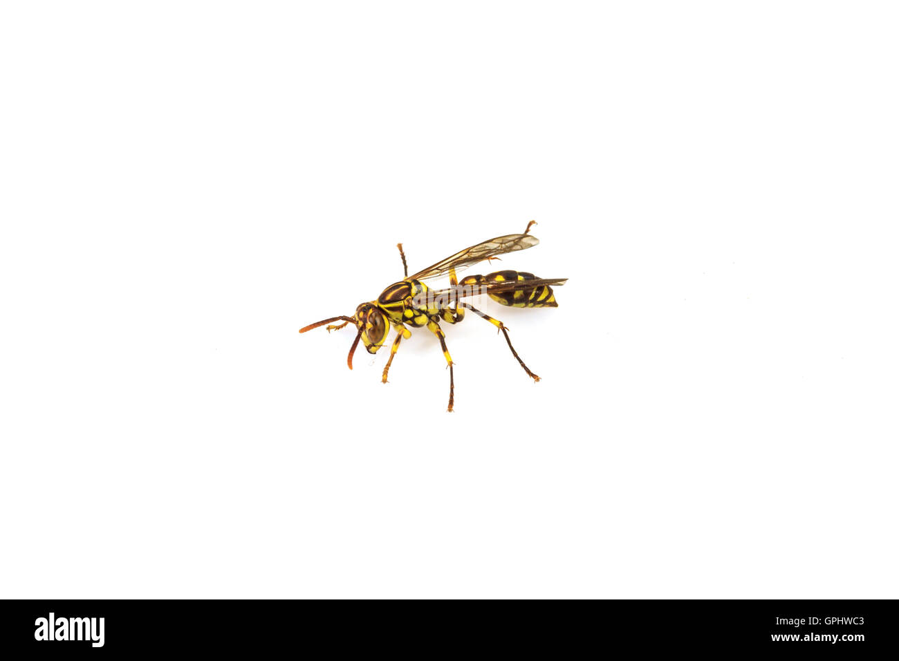 close up wasp isolated on white background Stock Photo - Alamy