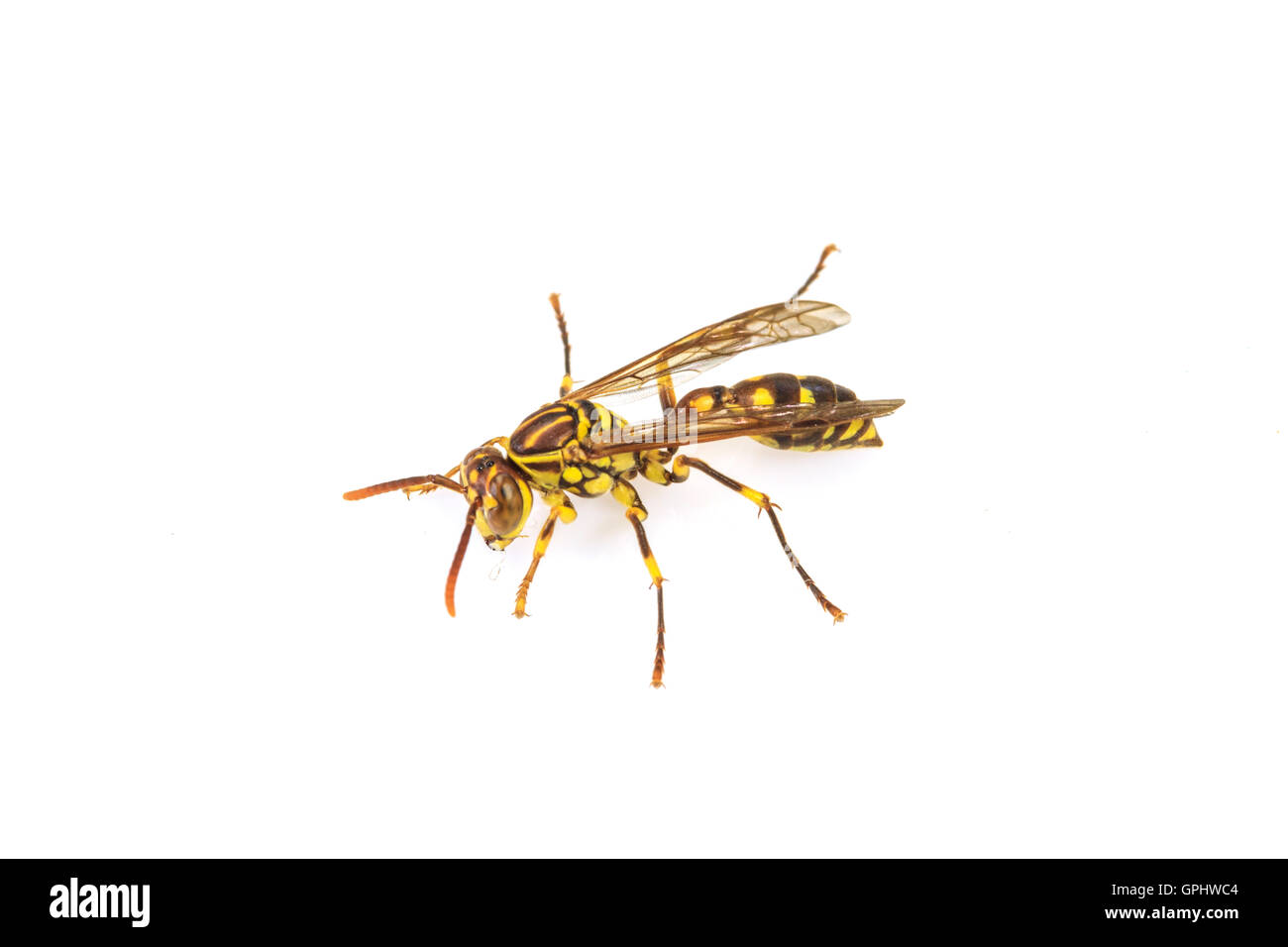 close up wasp isolated on white background Stock Photo - Alamy