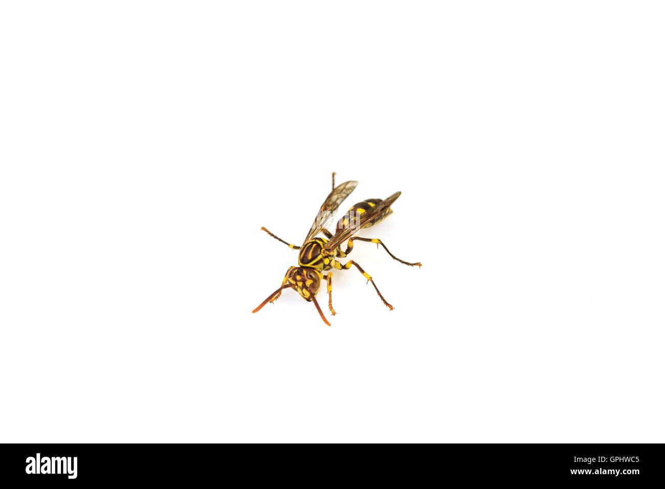 close up wasp isolated on white background Stock Photo - Alamy