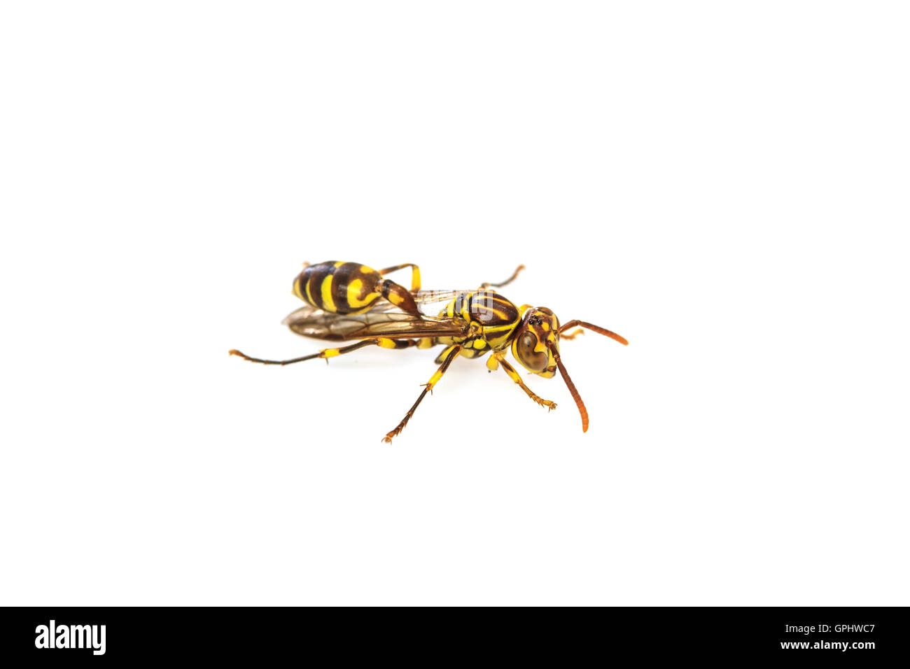 close up wasp isolated on white background Stock Photo - Alamy