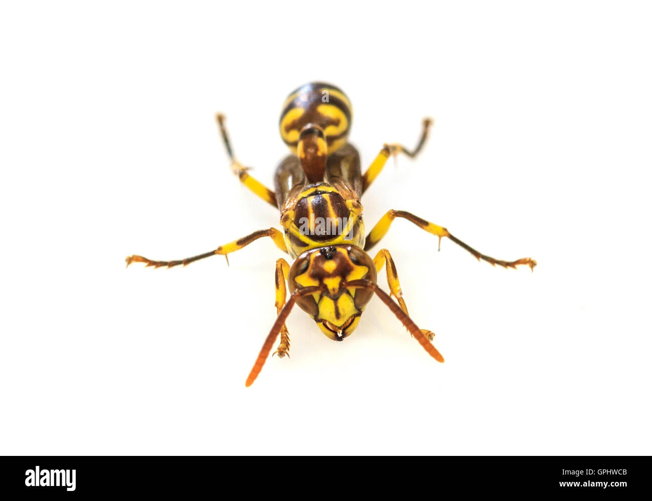 close up wasp isolated on white background Stock Photo - Alamy