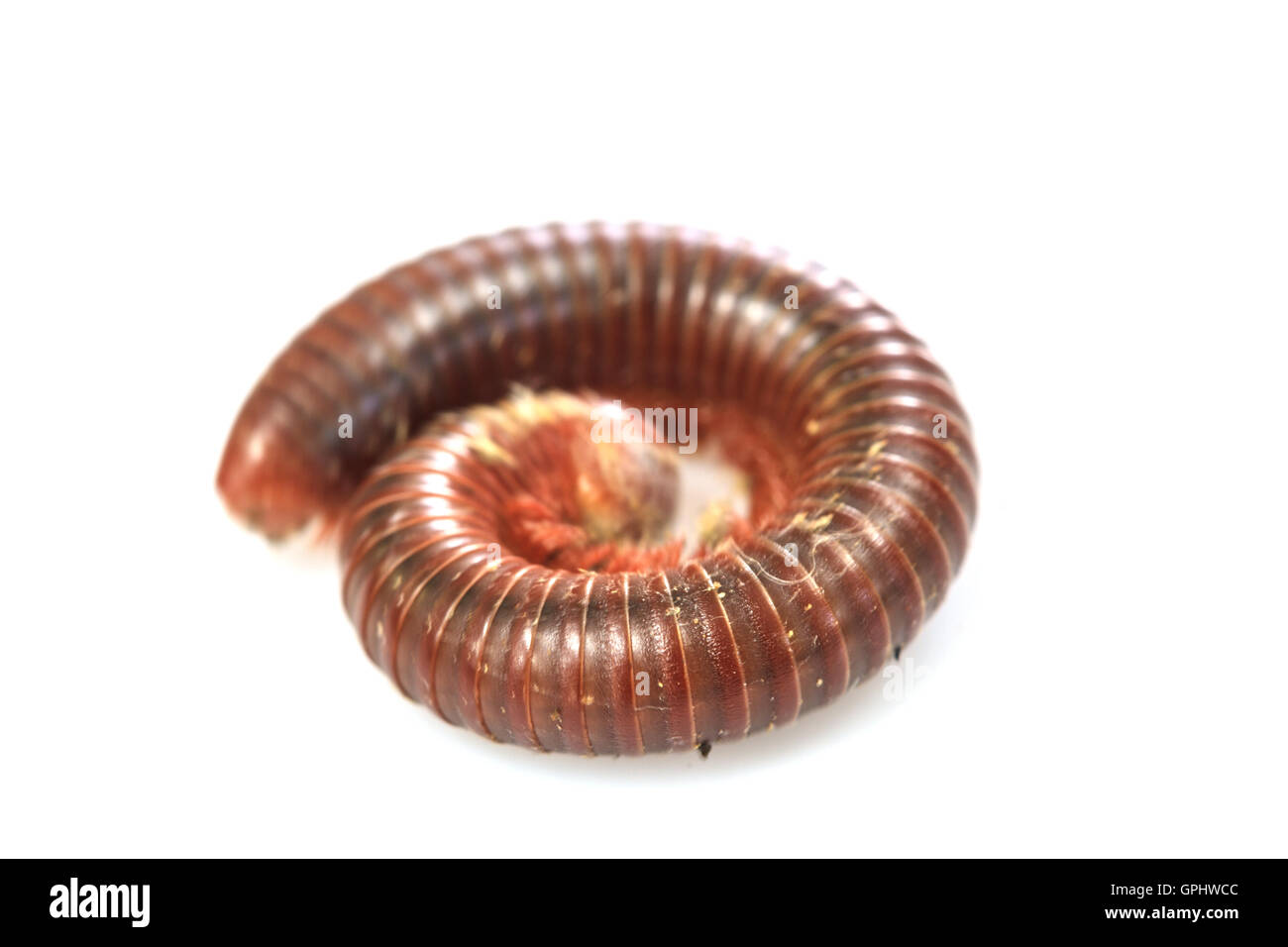 Red millipede hi-res stock photography and images - Alamy