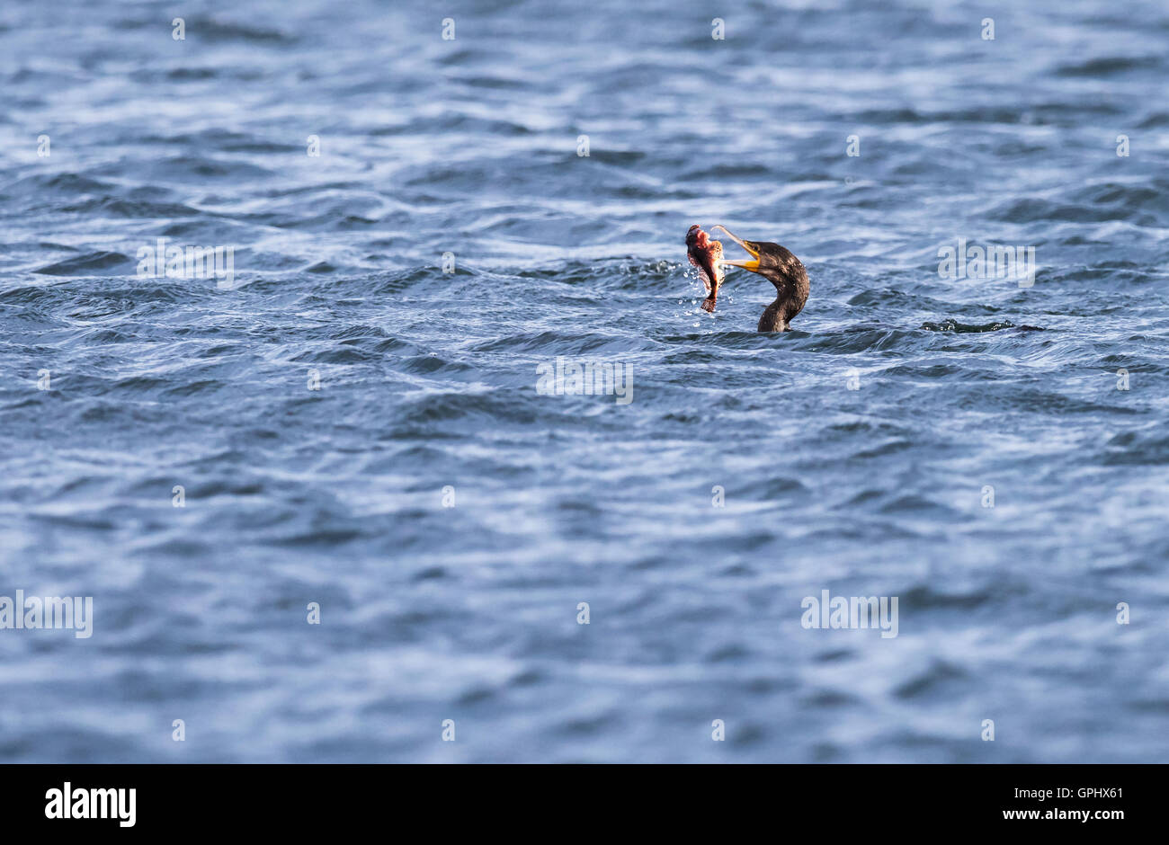 A Cormorant (Phalacrocorax carbo) juggles a recently caught fish Stock ...