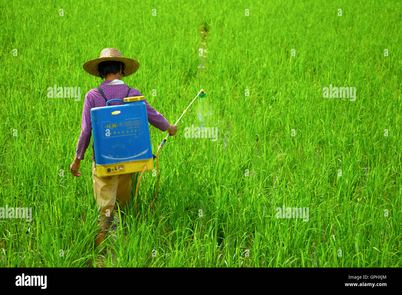 Rice spraying hi-res stock photography and images - Alamy