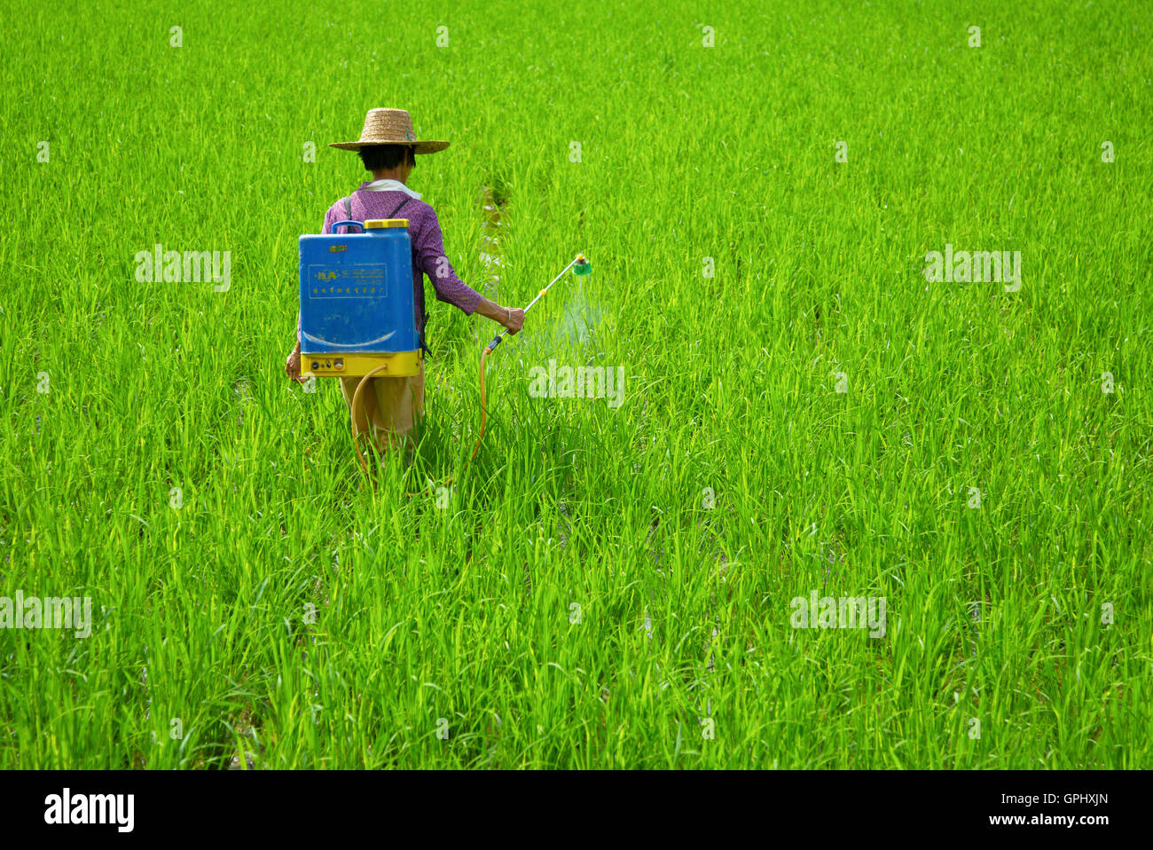 Paddy field insect hi-res stock photography and images - Alamy