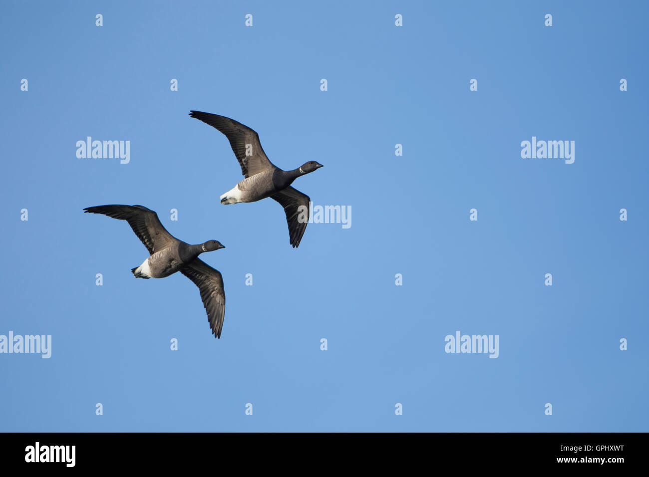 Brent geese flight hi-res stock photography and images - Alamy