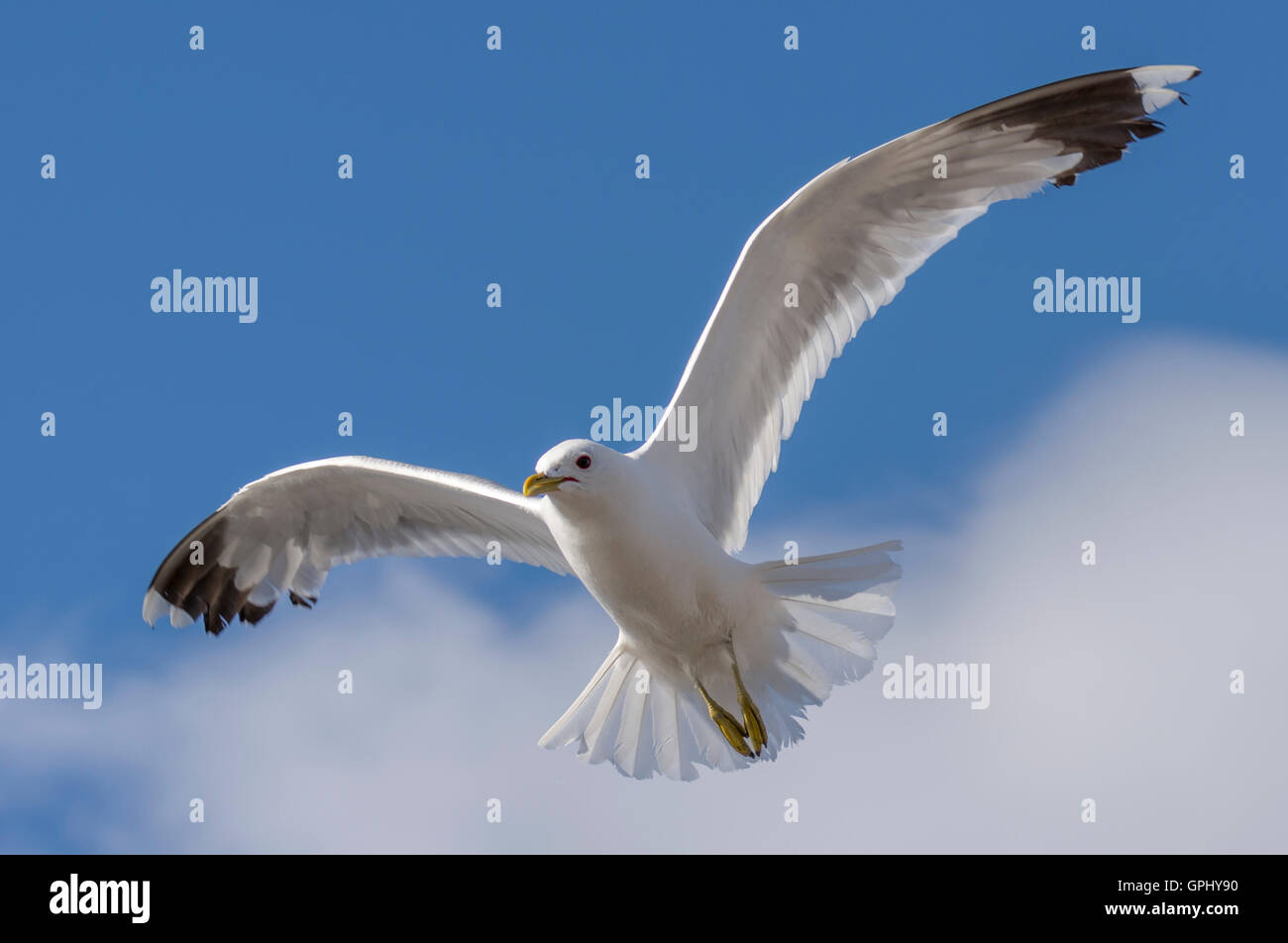 Common Gull in flight Stock Photo - Alamy