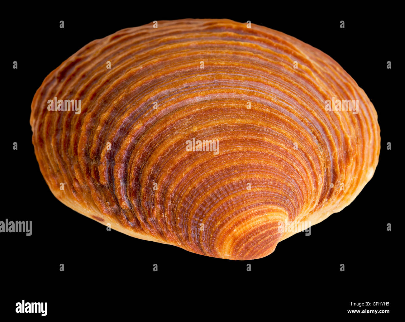 Red conch shell hi-res stock photography and images - Alamy