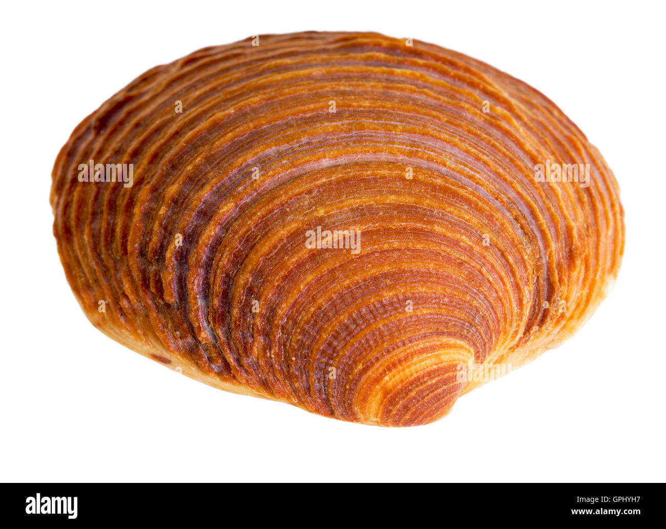 Red conch shell hi-res stock photography and images - Alamy