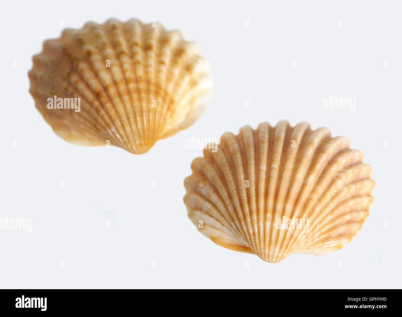 Two sea shells hi-res stock photography and images - Alamy