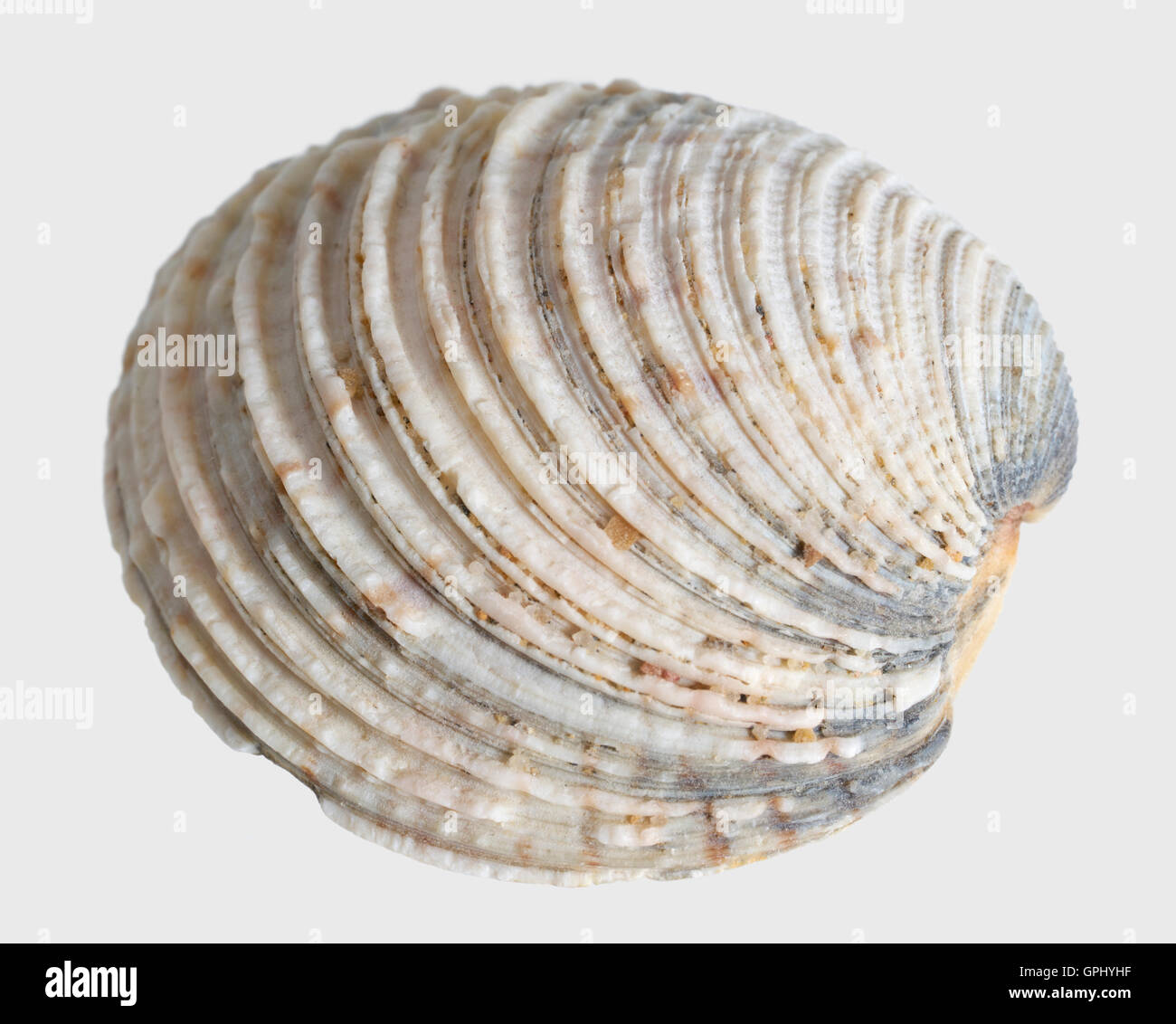Shell in light hi-res stock photography and images - Alamy