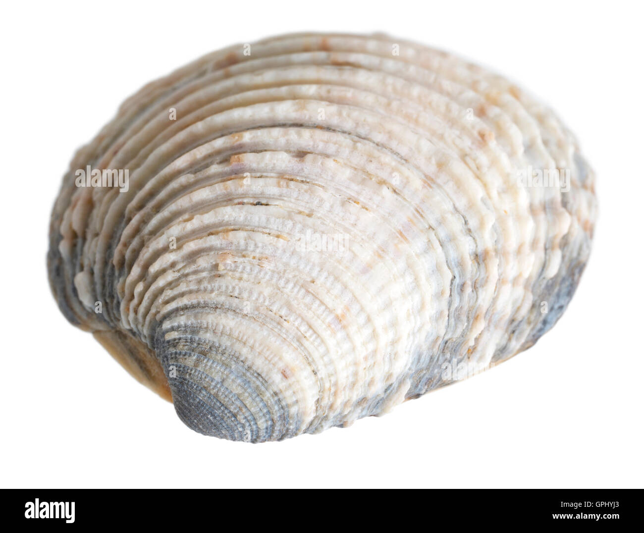 Mollusk macro shot hi-res stock photography and images - Alamy