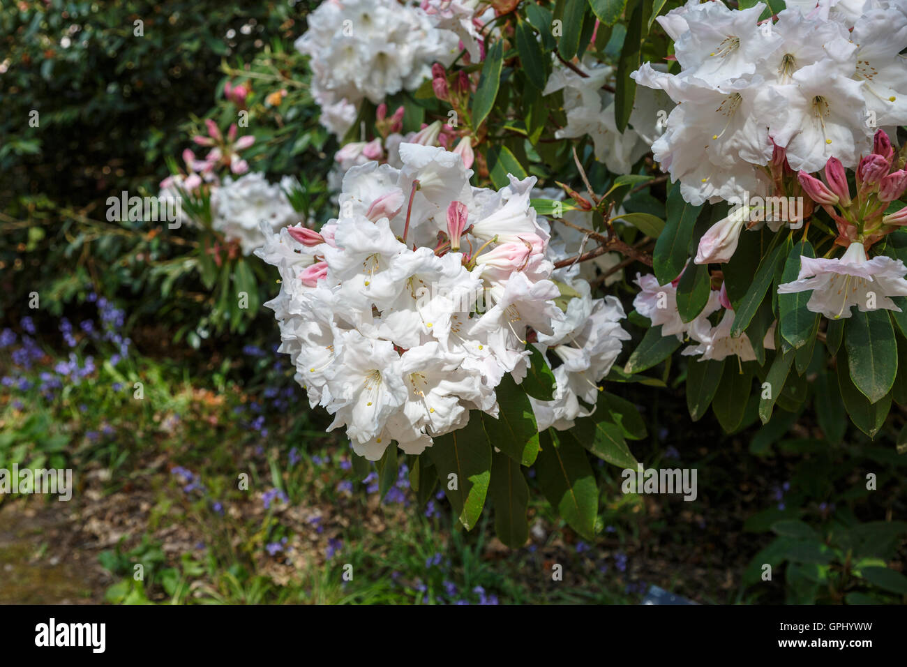 White rhododendron 'Loderi White Diamond' flowering at RHS Gardens at ...