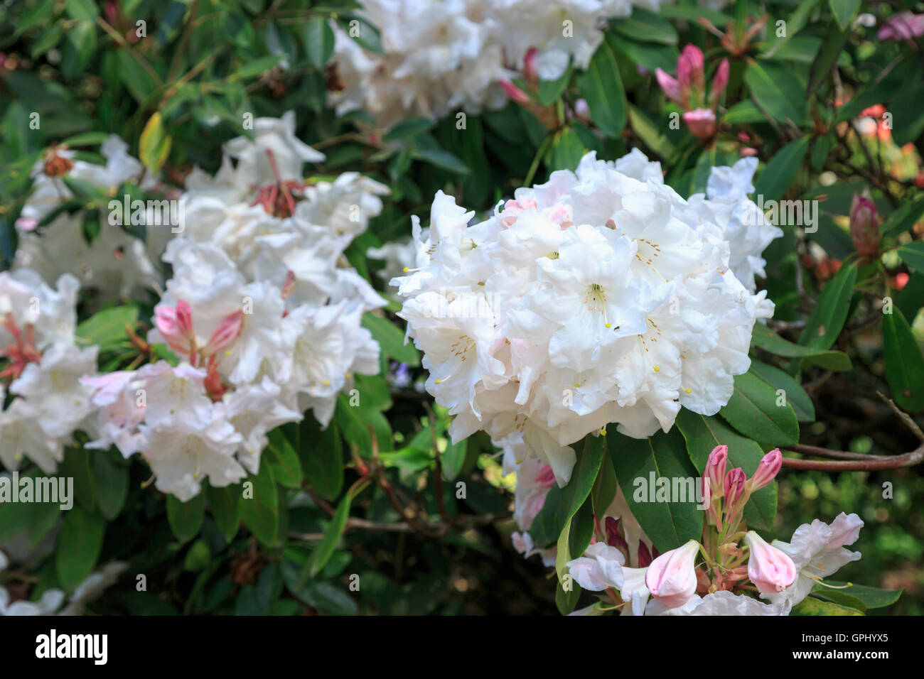 White rhododendron 'Loderi White Diamond' flowering at RHS Gardens at ...