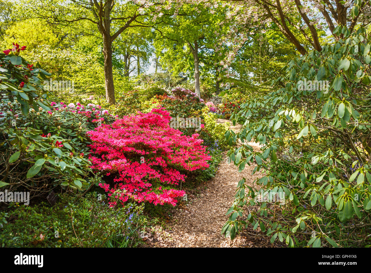 Pretty path lined with red azaleas and rhododendrons, RHS Gardens at ...