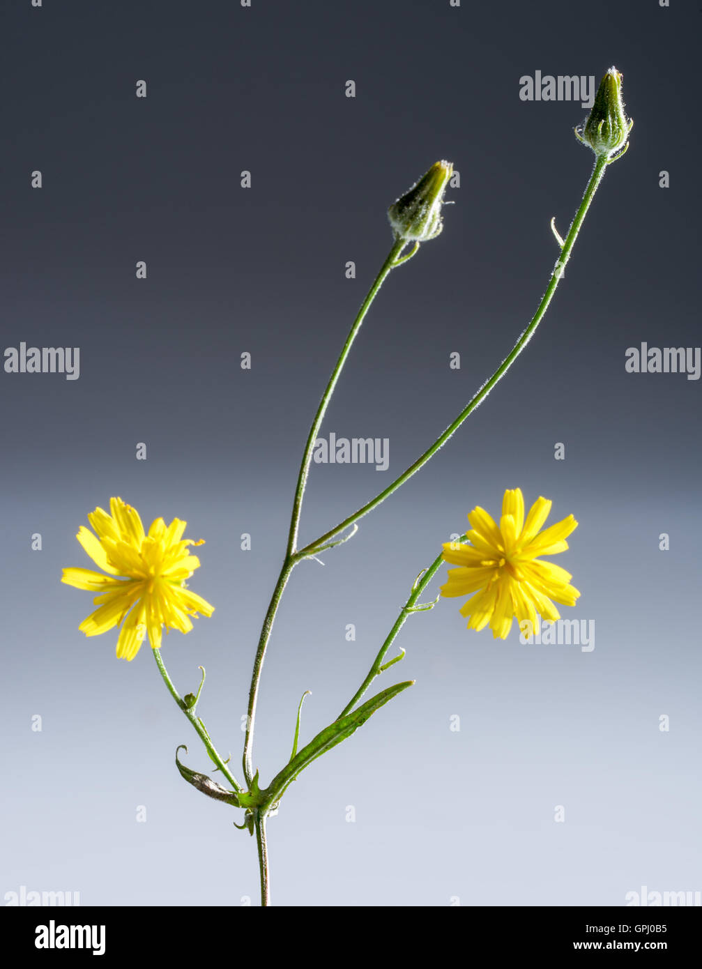 Long flower buds hi-res stock photography and images - Alamy