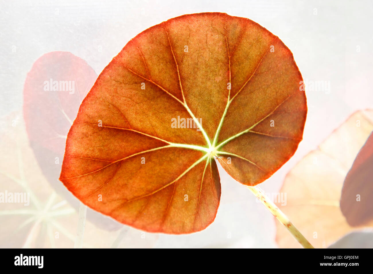 Red leaf close up. Natural background Stock Photo - Alamy