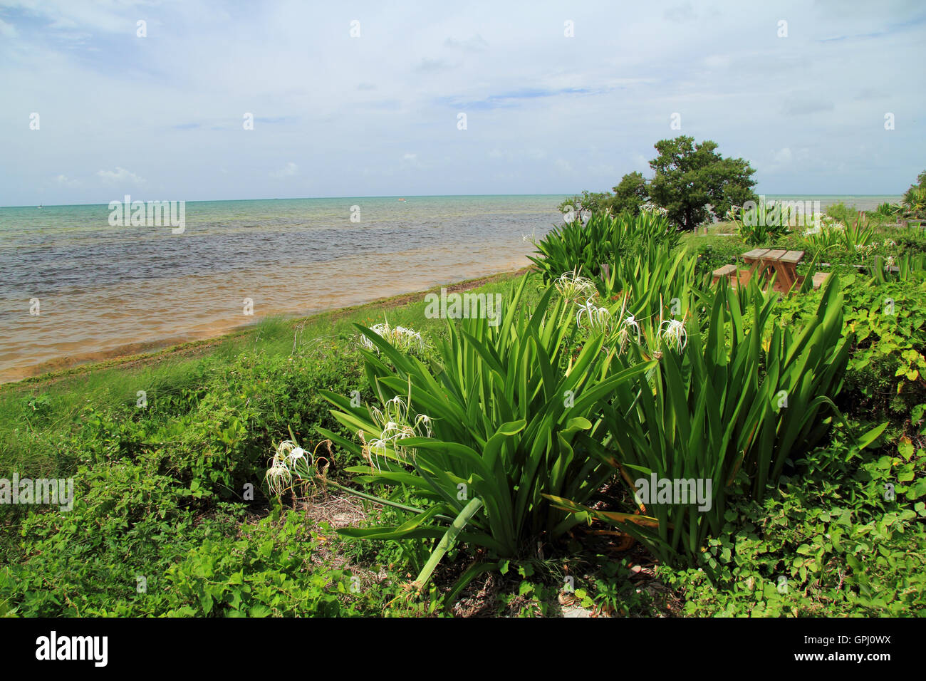 Ocean View from the Long Key State Park Campground, Florida Keys Stock ...