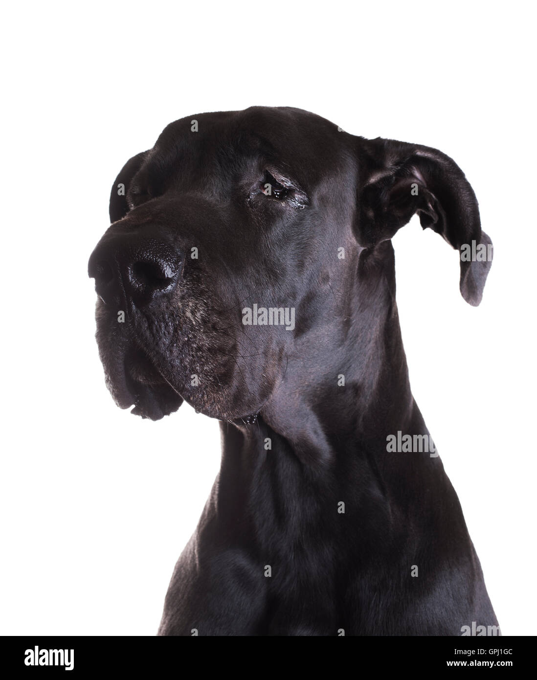 Black purebred Great Dane isolated on white that looks like it has ...