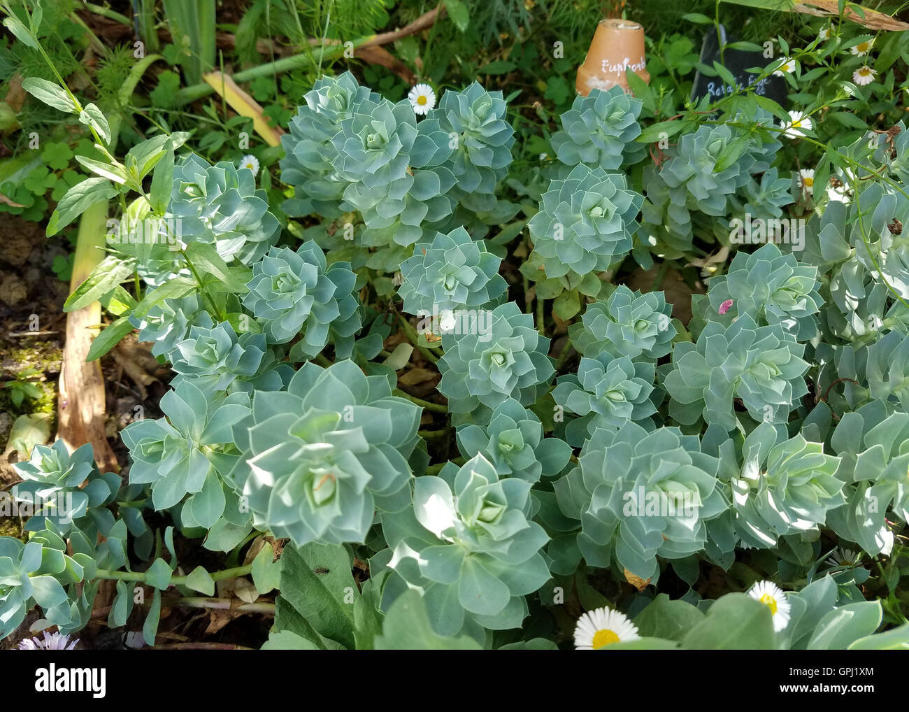 Fat plants hi-res stock photography and images - Alamy