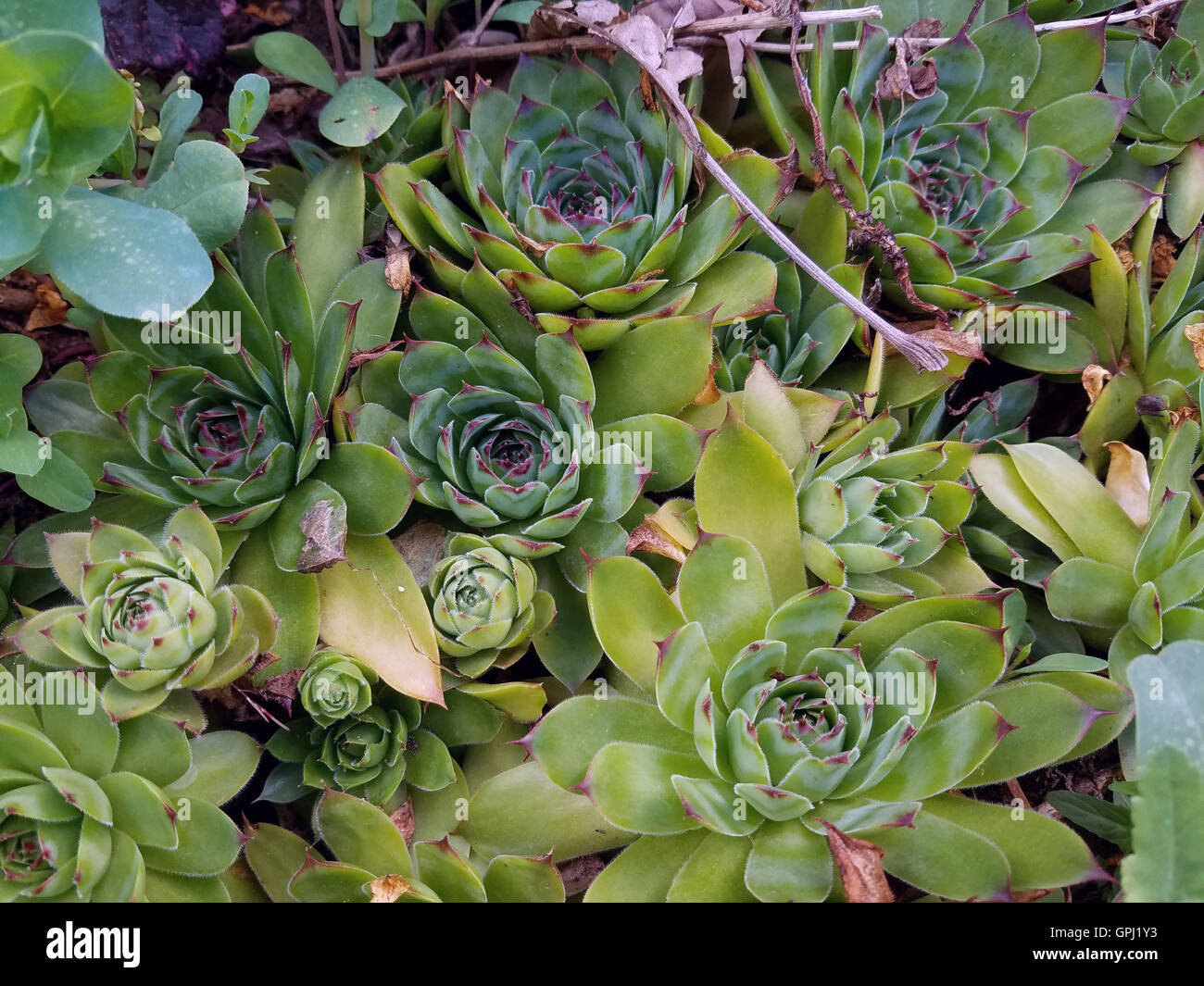 Fat plants hi-res stock photography and images - Alamy