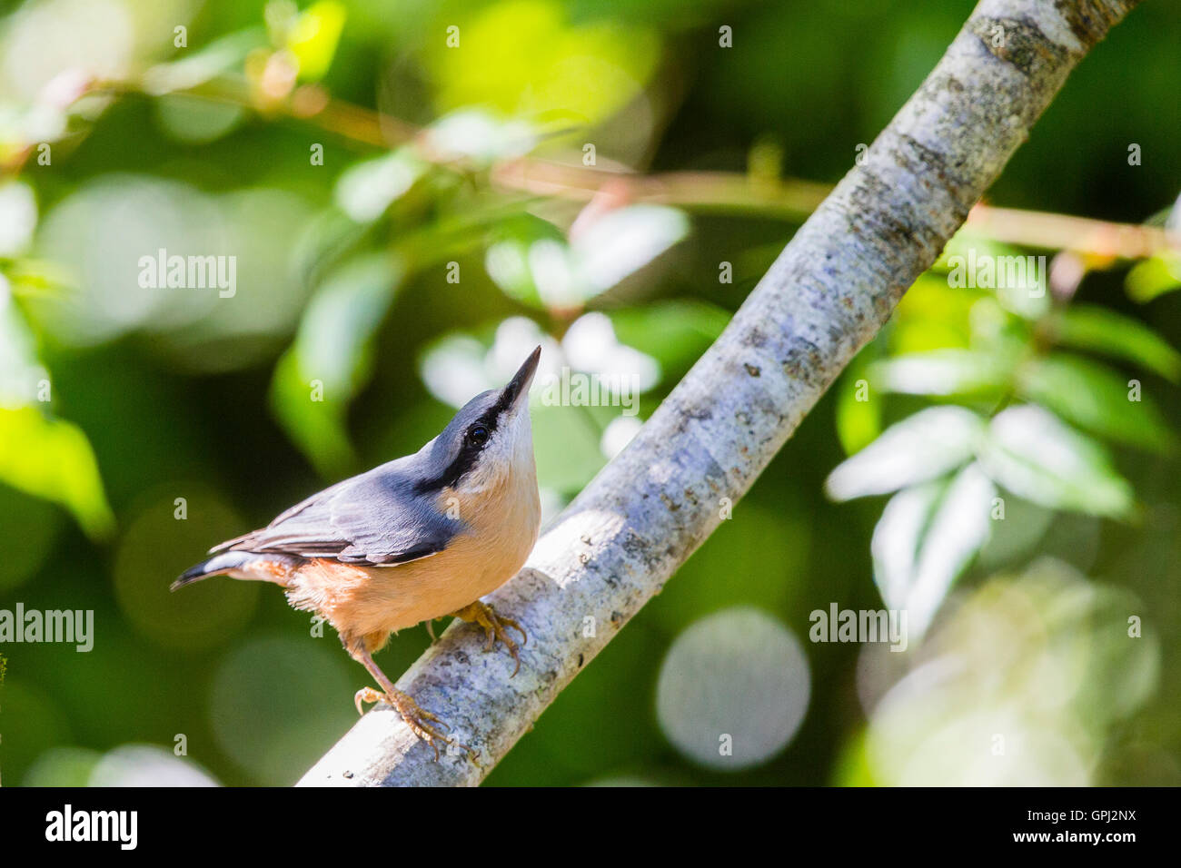 A nuthatch on a rowan tree in late summer in mid Wales Stock Photo - Alamy