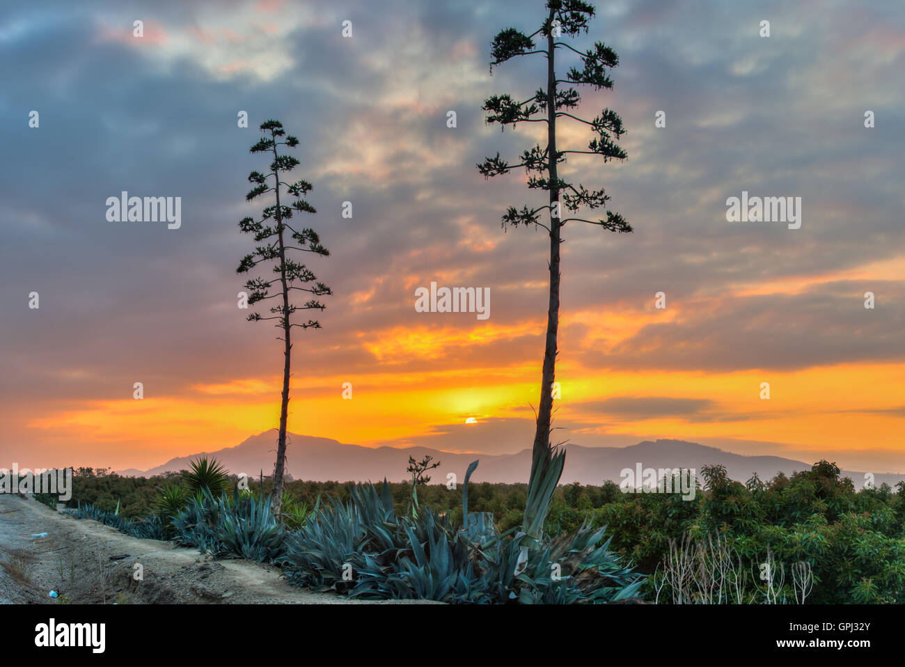 Vibrant sun peeking over the clouds between the cactus trees Stock ...