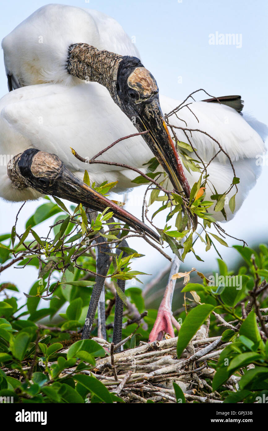 An intimate Close Up view of Wood Stork Partners working together to ...