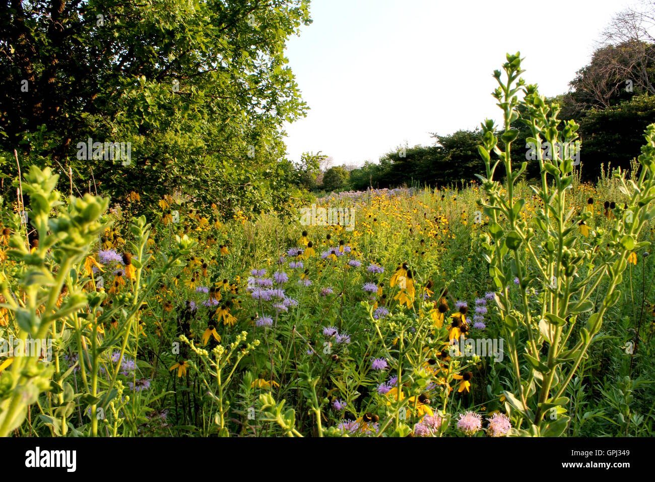Chicago illinois native prairie plants hi-res stock photography and ...