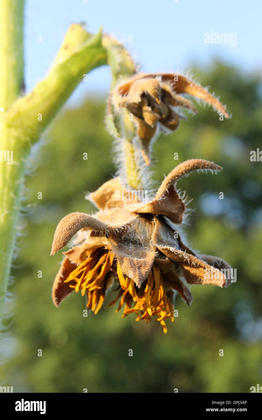 A dead flower at a prairie preserve in Chicago, IL Stock Photo - Alamy
