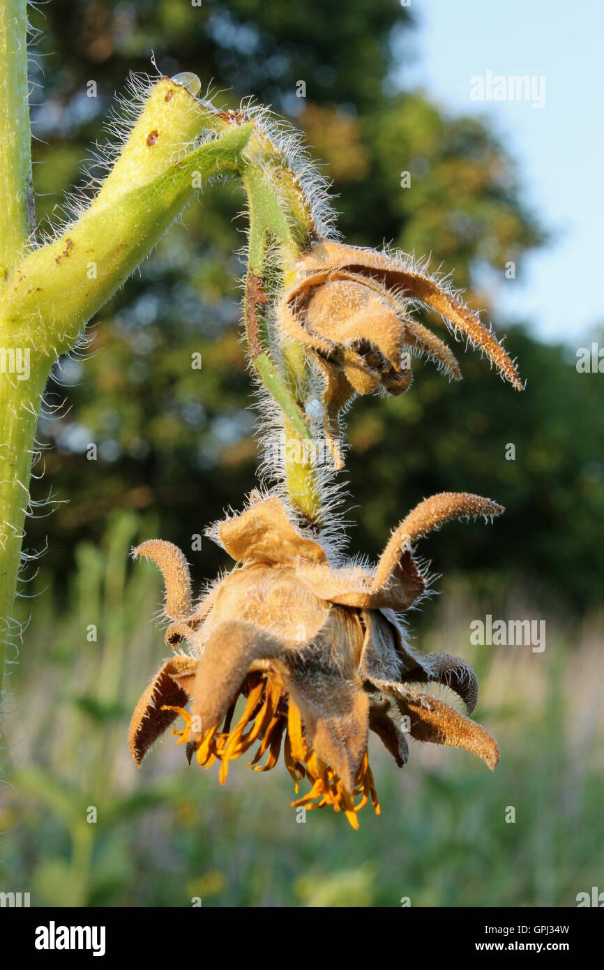 A dead flower at a prairie preserve in Chicago, IL Stock Photo - Alamy