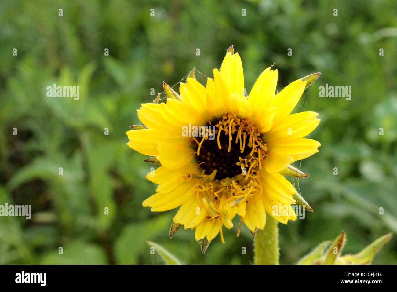 Restored prairie flowers hi-res stock photography and images - Alamy