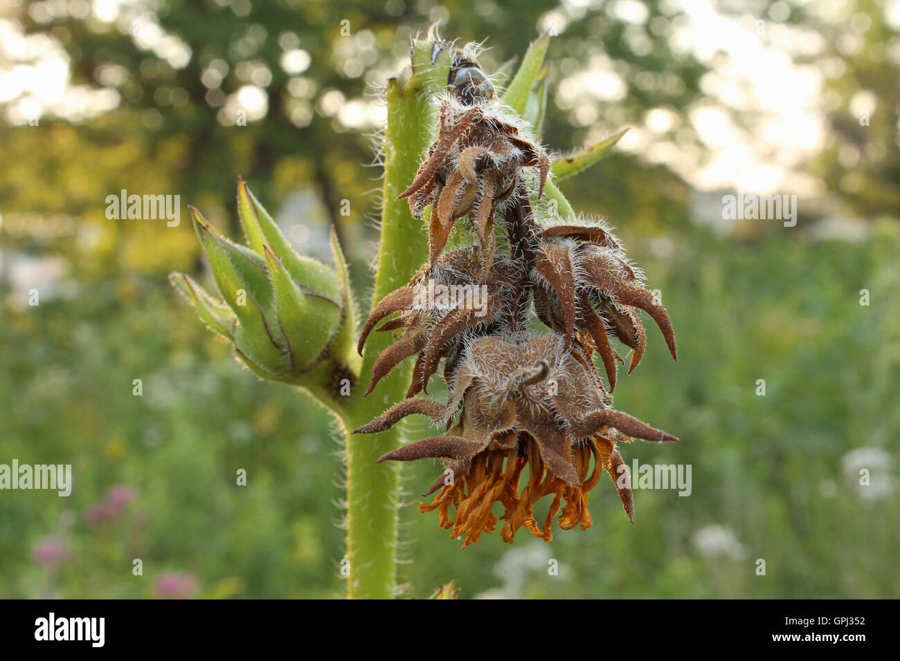 A dead flower at a prairie preserve in Chicago, IL Stock Photo - Alamy