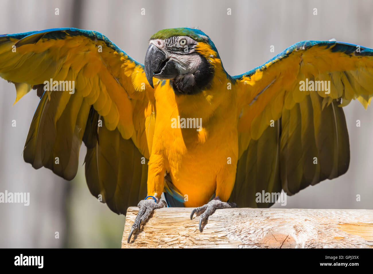 A close up of a Blue and Gold Macaw after the Parrot show at African ...