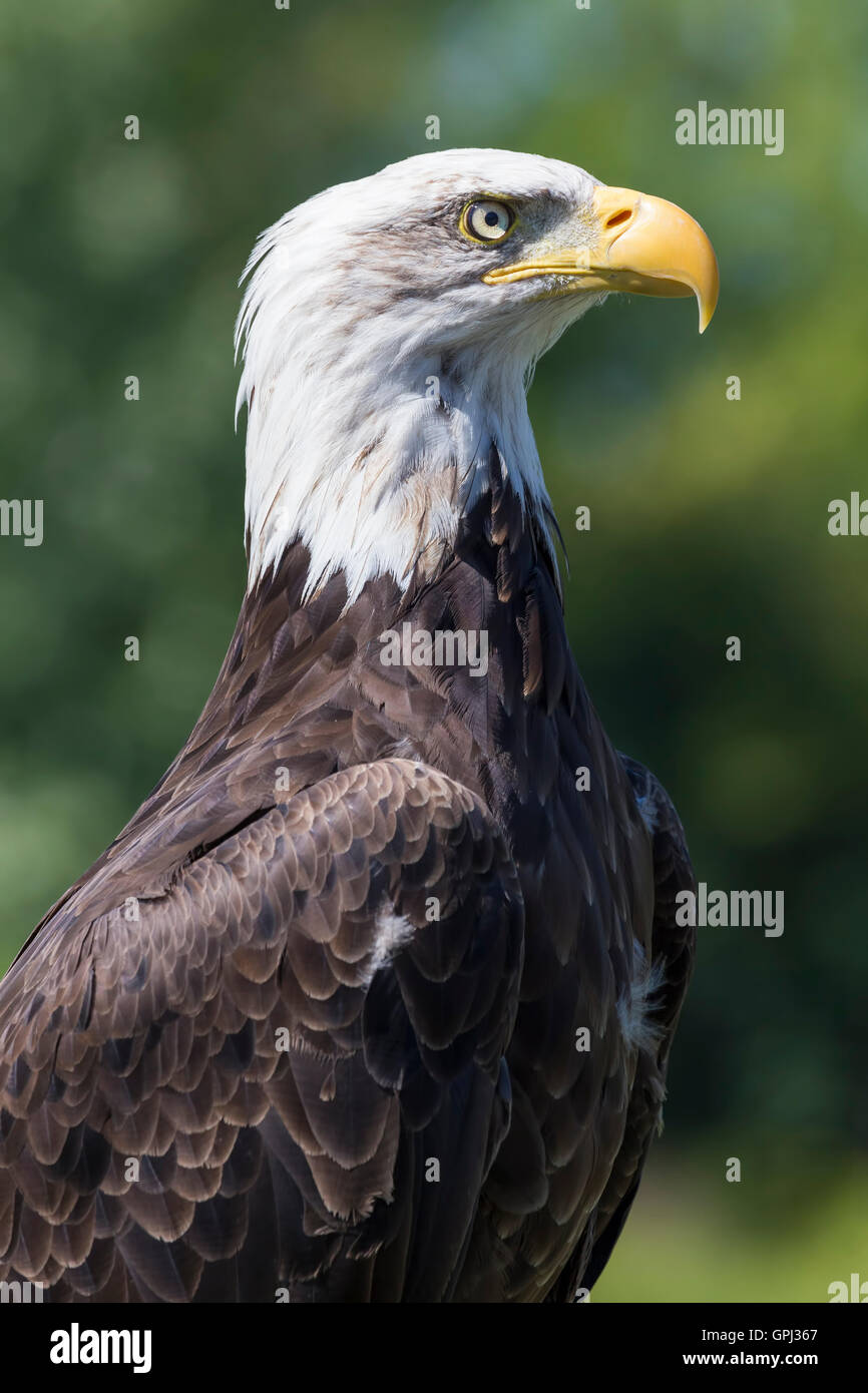 Bald lion hi-res stock photography and images - Alamy